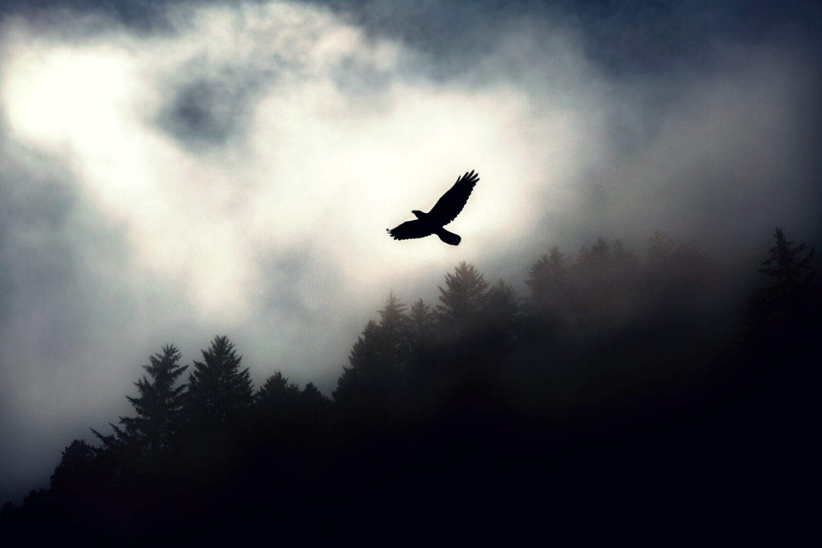 Village Of Jatinga: The Bird Suicide Mystery