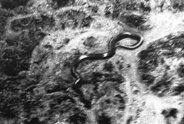 The Giant Congo Snake