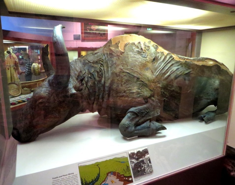 Frozen In Time: 8 Of The Most Well-preserved Fossils Ever Discovered