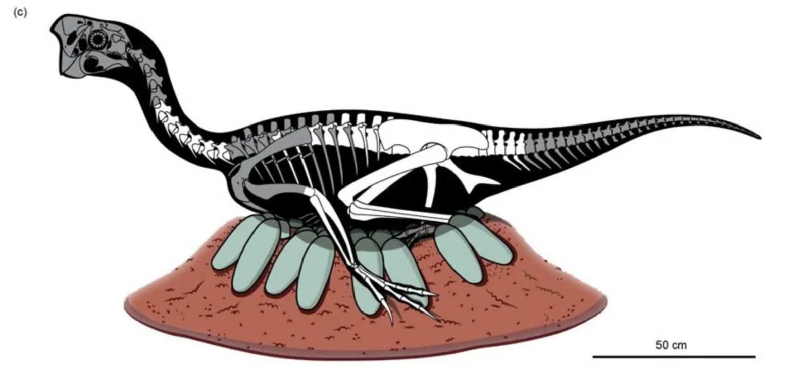 Incredibly Preserved Dinosaur Embryo Found Inside Fossilized Egg