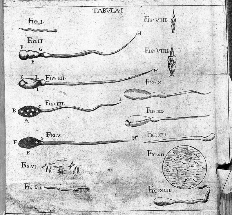 Homunculi: Did The "little Men" Of Ancient Alchemy Exist?