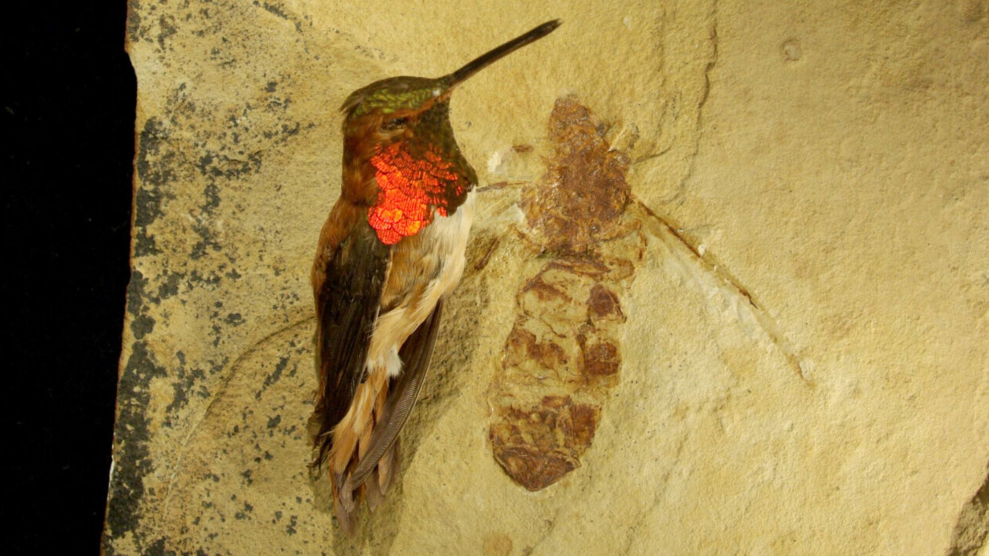 'Giant' Ant Fossil Raises Questions About Ancient Arctic Migrations