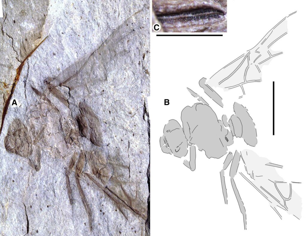 'Giant' Ant Fossil Raises Questions About Ancient Arctic Migrations
