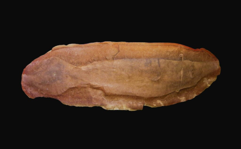 The Tully Monster – A Mysterious Prehistoric Creature From The Blue