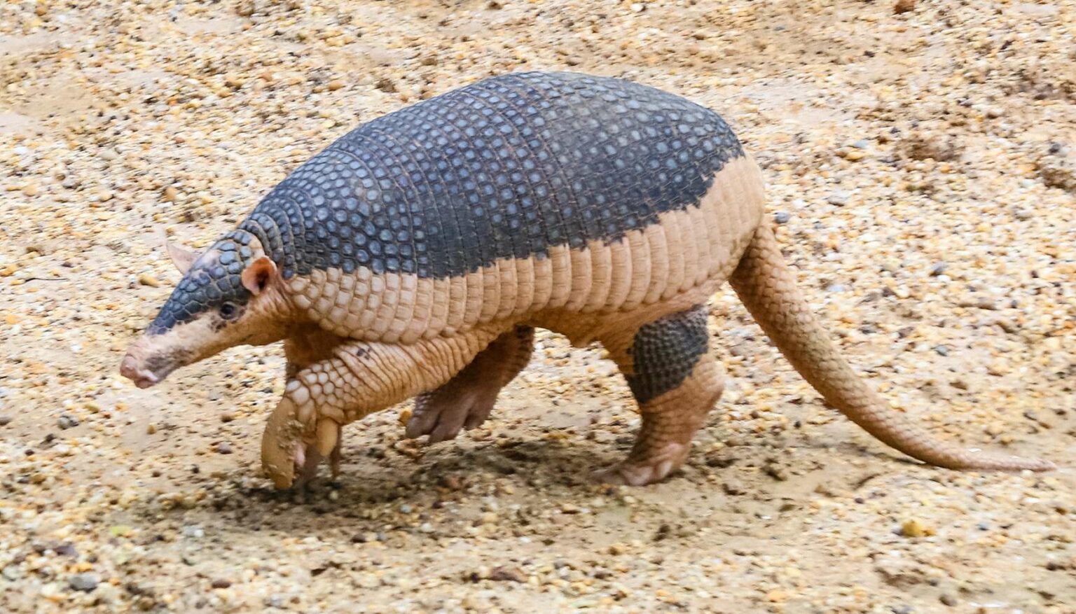 Early American Humans Used To Hunt Giant Armadillos And Live Inside ...