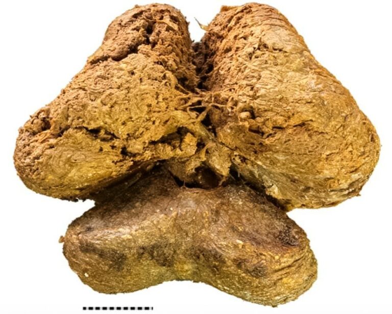 Yuka: Frozen 28,000-year-old Woolly Mammoth Cells That Briefly Came ...