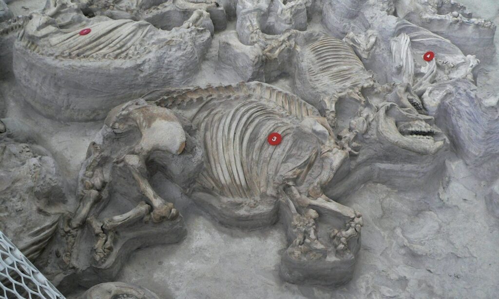 Hundreds Of Well-preserved Prehistoric Animals Found In An Ancient Ash ...