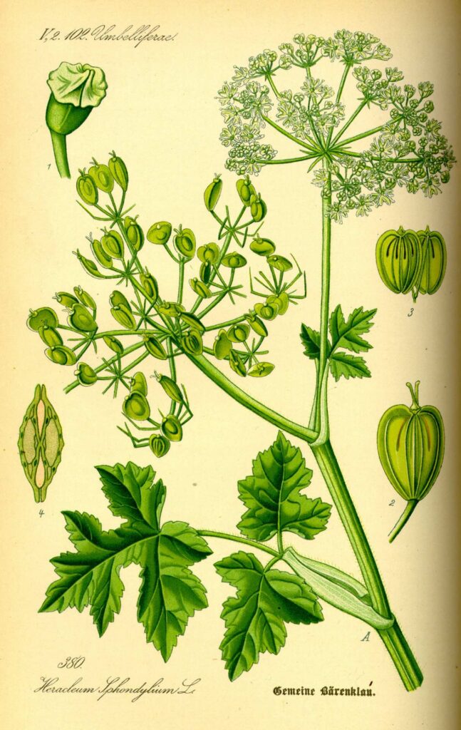Silphium: The Lost Miracle Herb Of Antiquity