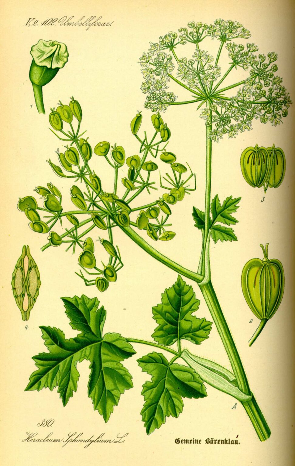 Silphium: The Lost Miracle Herb Of Antiquity