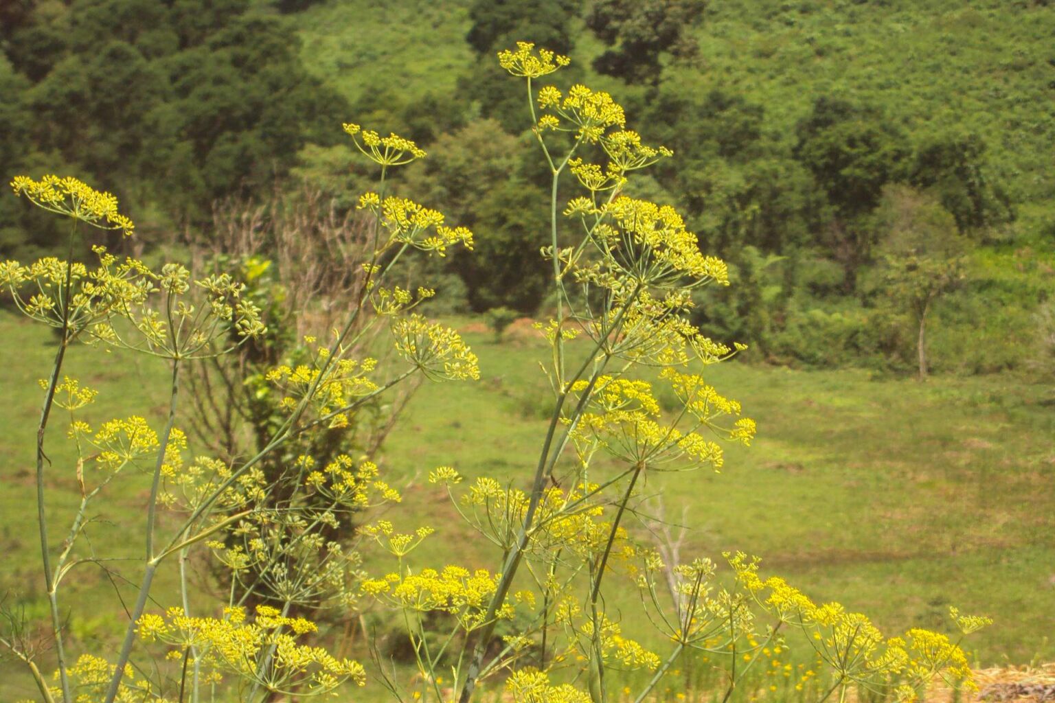 Silphium: The Lost Miracle Herb Of Antiquity