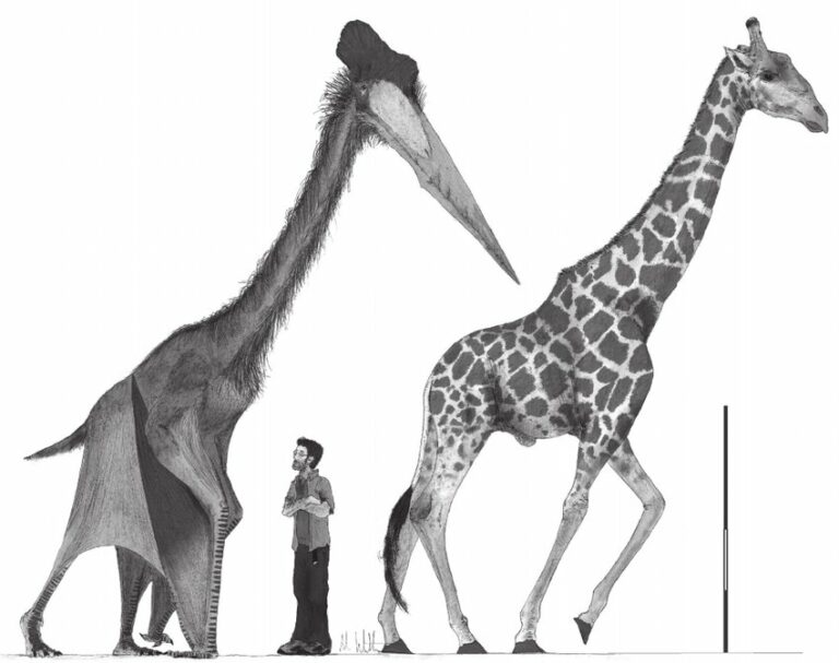 Quetzalcoatlus: Earth's Largest Flying Creature With A 40-foot Wingspan