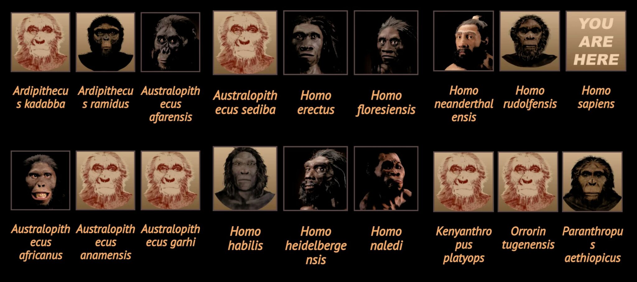 What Could Be The Reason Behind The Existence Of Only One Human Species ...