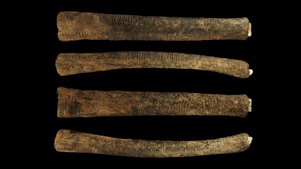 O osso de Ishango: um enigma matemático de 20,000 anos